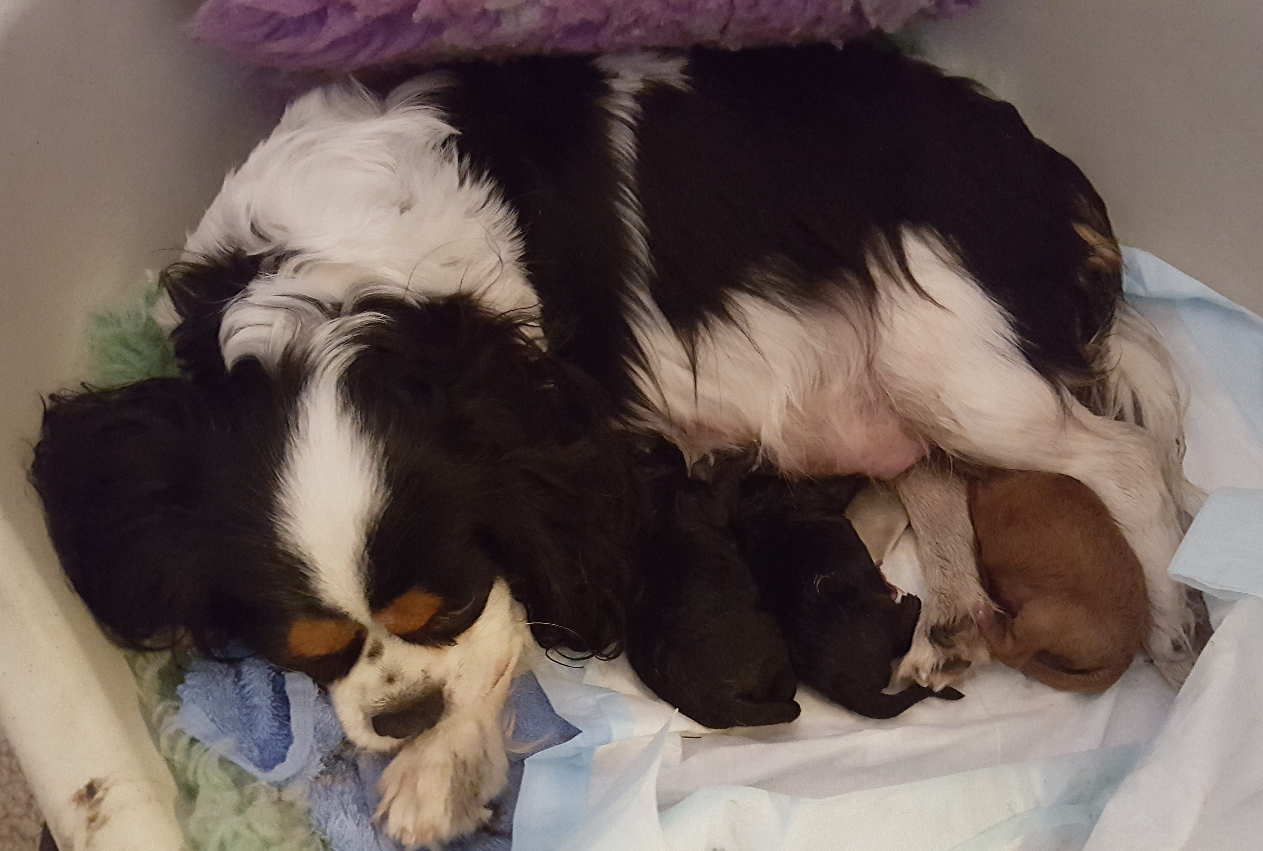 Responsible Cavoodle Breeders – Cavoodles SBT