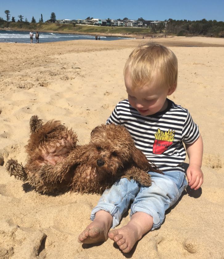 Cavoodle Sizes – Cavoodles SBT