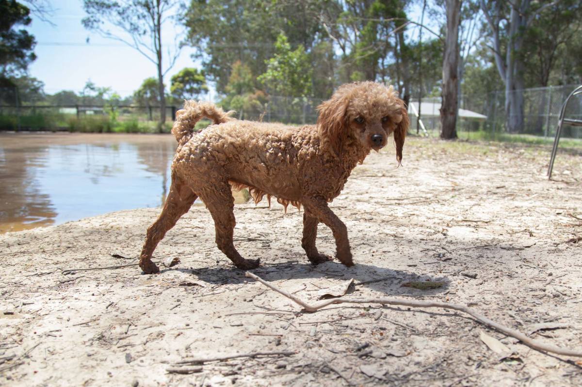 Book Cavoodle holiday boarding – Cavoodles SBT