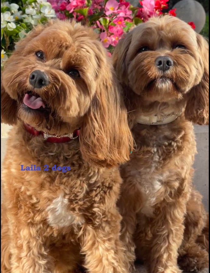 Do all Cavoodles fade? – Cavoodles SBT