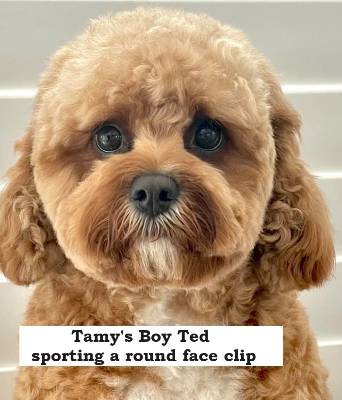 Grooming Cavoodles – Cavoodles SBT