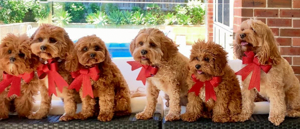 Ear infections & Cavoodles – Cavoodles SBT